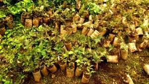 Rwandans Plant 30 million Trees To Save Environment - KT PRESS