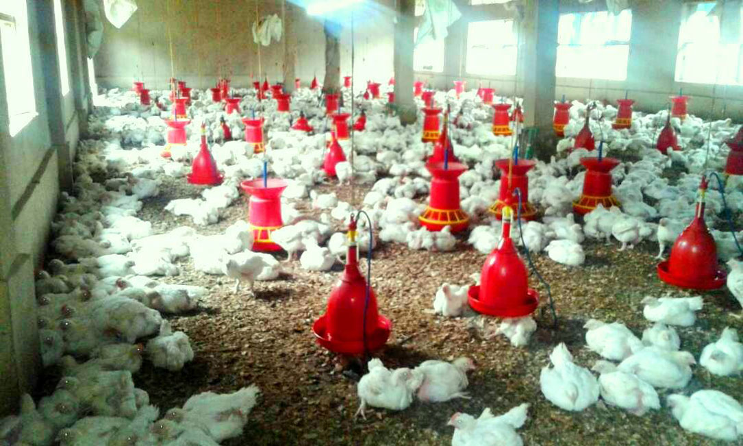 Rwanda to Host First Poultry Expo in Africa - KT PRESS