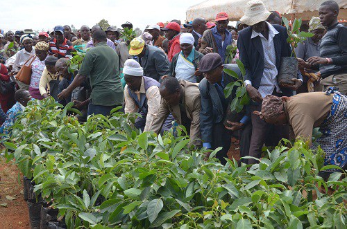 Rwanda to Plant 43,000 Hectares of Trees In Six Months - KT PRESS