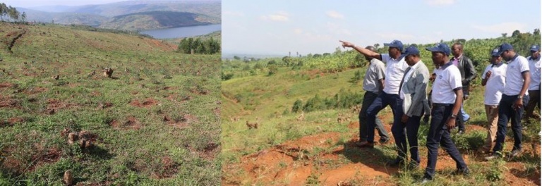 Rwanda Launches Private Forests Management Units - KT PRESS