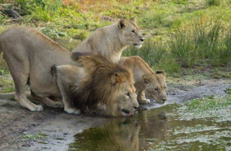 Celebrating Rwanda’s Big Cats’ Rebirth of Lions in Akagera Park – KT PRESS