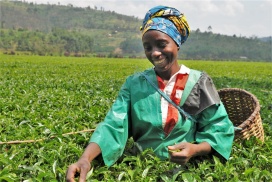 Uganda Expo: Rwanda Tea Scoops All the Best Awards – KT PRESS