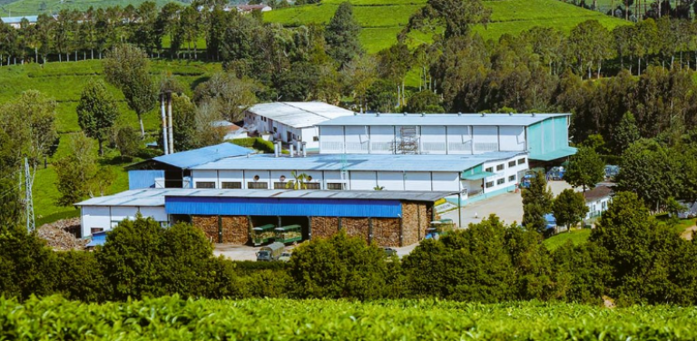 Rwanda’s Tea Scoops Highest Premium Price at Mombasa Auction – KT PRESS