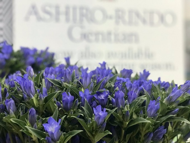 The Best of Rwandan Flowers at the Netherlands Trade Fair – KT PRESS