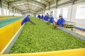 Rwanda’s Tea Factory Breaks Highest Price Record in Kenya – KT PRESS