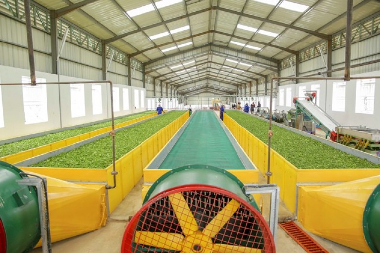 Rwanda’s Tea Factory Breaks Highest Price Record in Kenya – KT PRESS