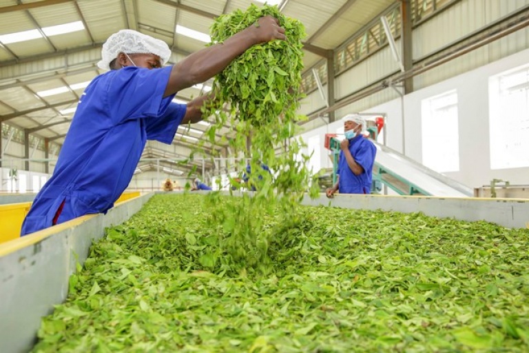 Rwanda’s Tea Factory Breaks Highest Price Record in Kenya – KT PRESS