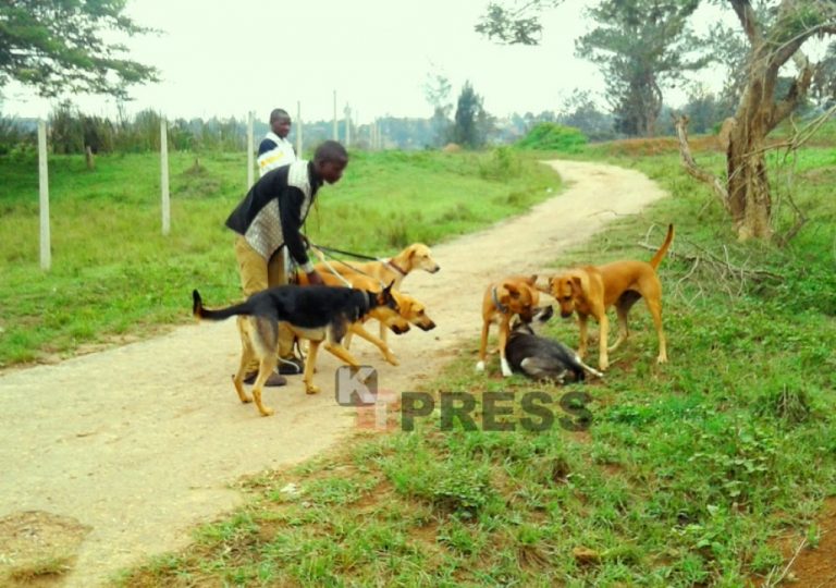 Stray Dogs Threatening Human Life: Who Should Be Accountable? - KT PRESS