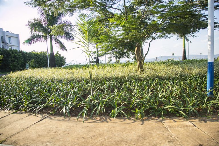 Rwanda's Capital Kigali From Green to Greener - KT PRESS