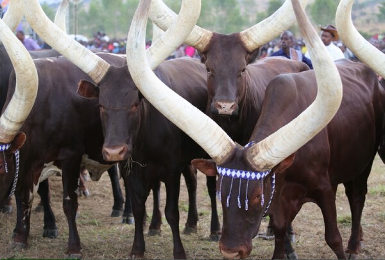 Inyambo, Expulsion From Heaven and Other Rwanda Reflections - KT PRESS