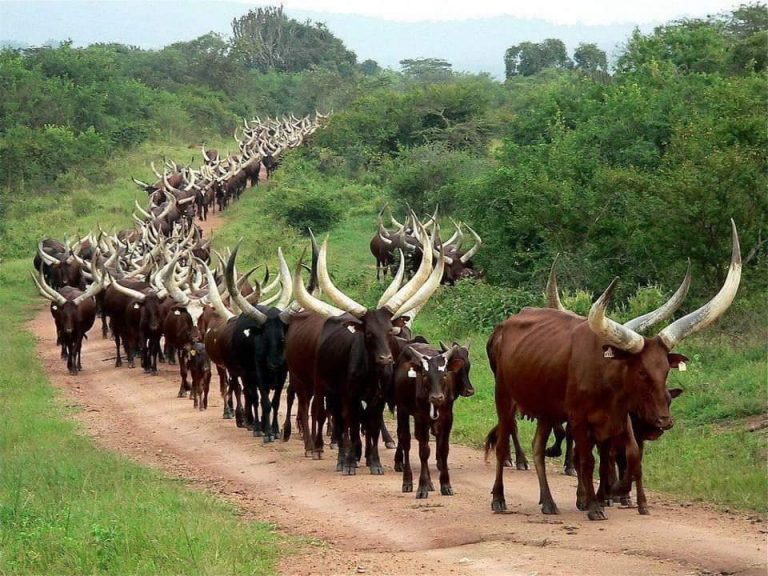 Inyambo, Expulsion From Heaven and Other Rwanda Reflections - KT PRESS