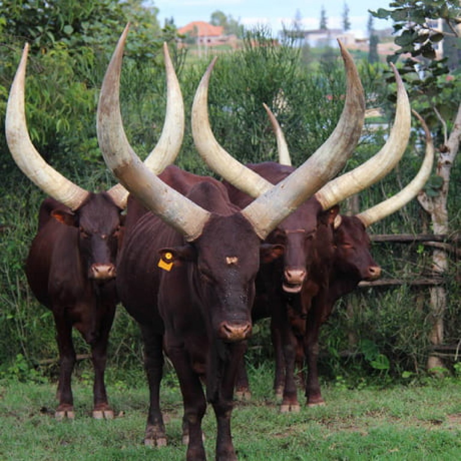 Inyambo, Expulsion From Heaven and Other Rwanda Reflections - KT PRESS