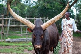 Inyambo, Expulsion From Heaven and Other Rwanda Reflections - KT PRESS