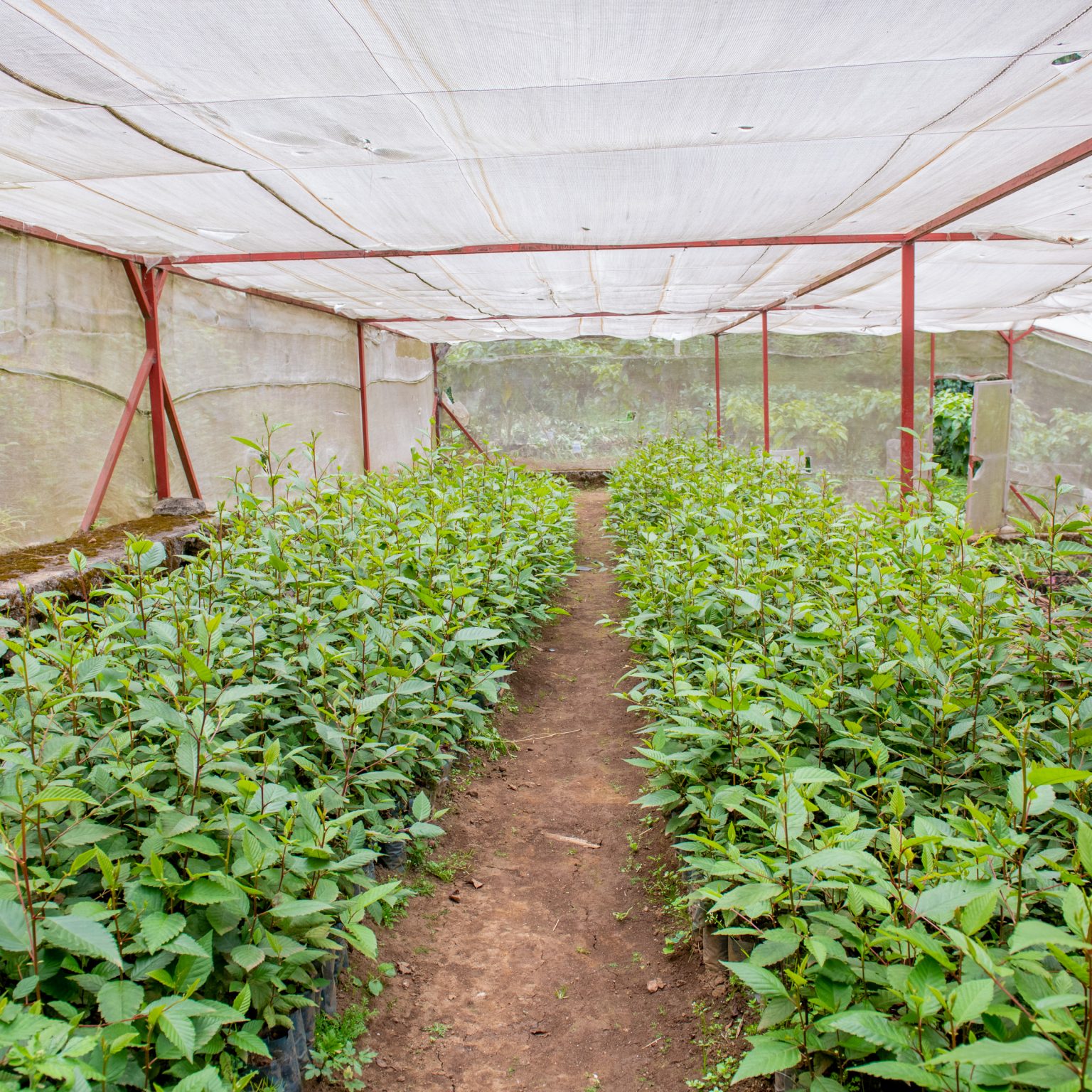 Rwanda Sets Ambitious Reforestation Targets - KT PRESS