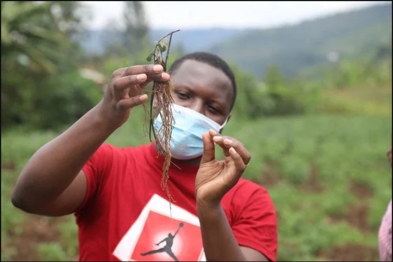 Agriterra, Minagri Partner in Improving Strawberry Agri-business in ...