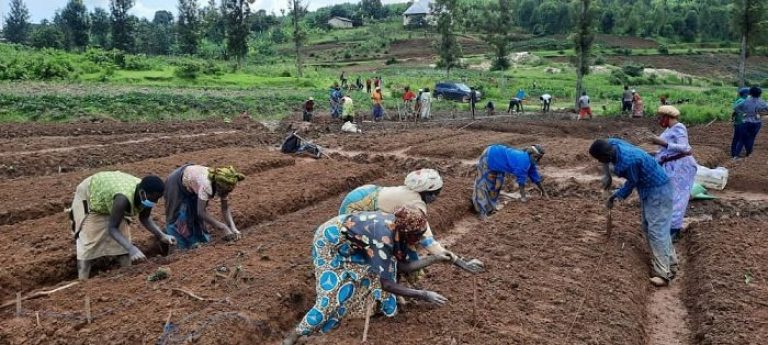 Agriterra, Minagri Partner in Improving Strawberry Agri-business in ...