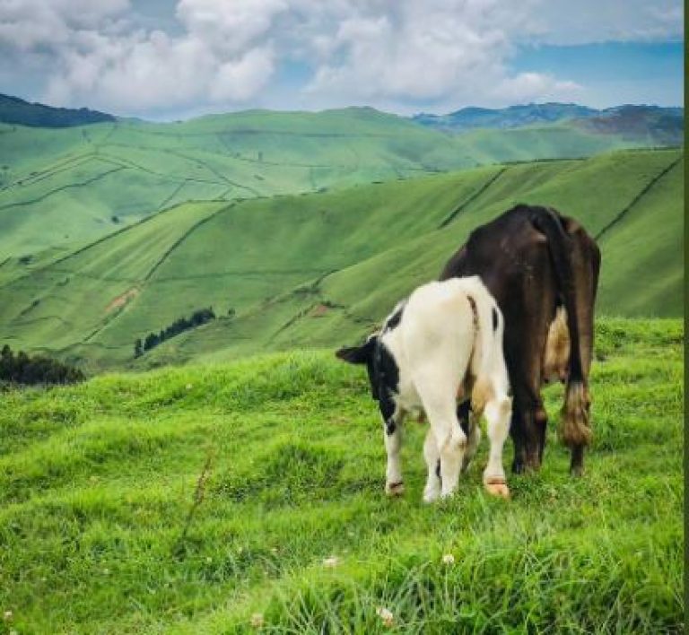 Kagame Reveals How Officials Neglected A Case of Loss In Cattle – KT PRESS