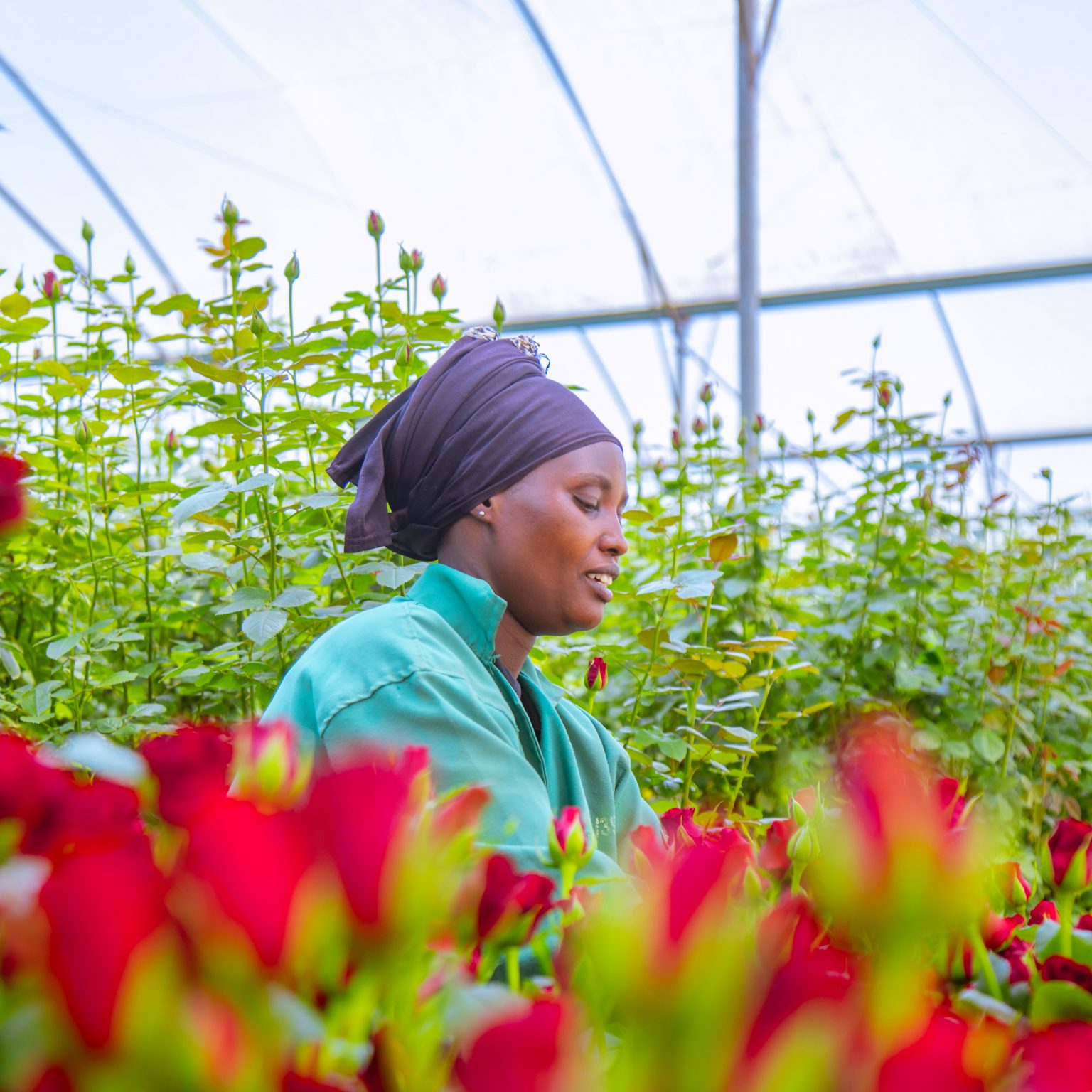 Bella Flowers Exporting Beauty Made in Rwanda - KT PRESS