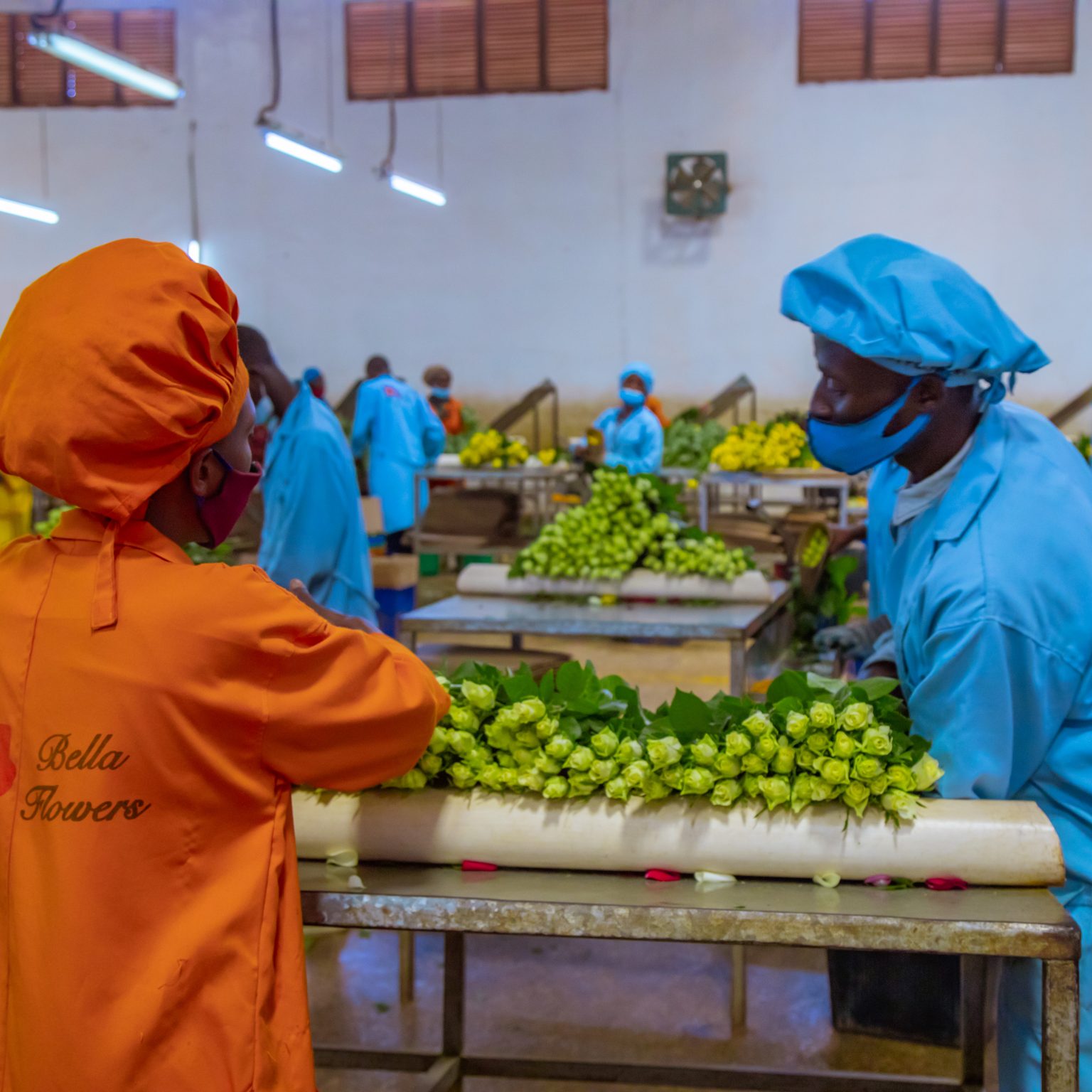 Bella Flowers Exporting Beauty Made in Rwanda - KT PRESS