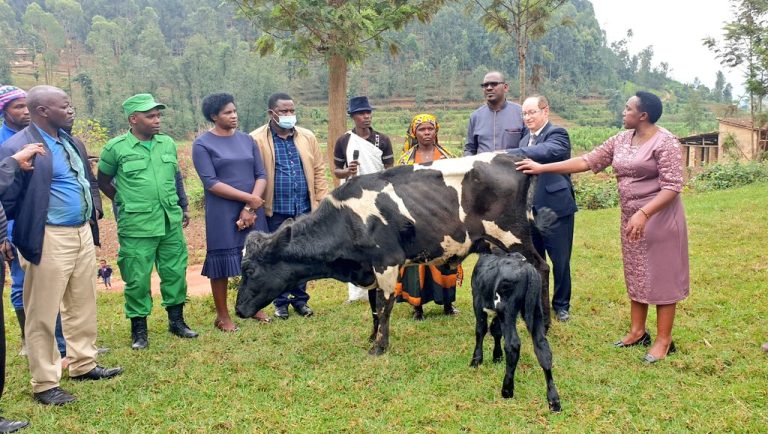Israel Donates 20 Cows to Vulnerable Families In Burera District - KT PRESS