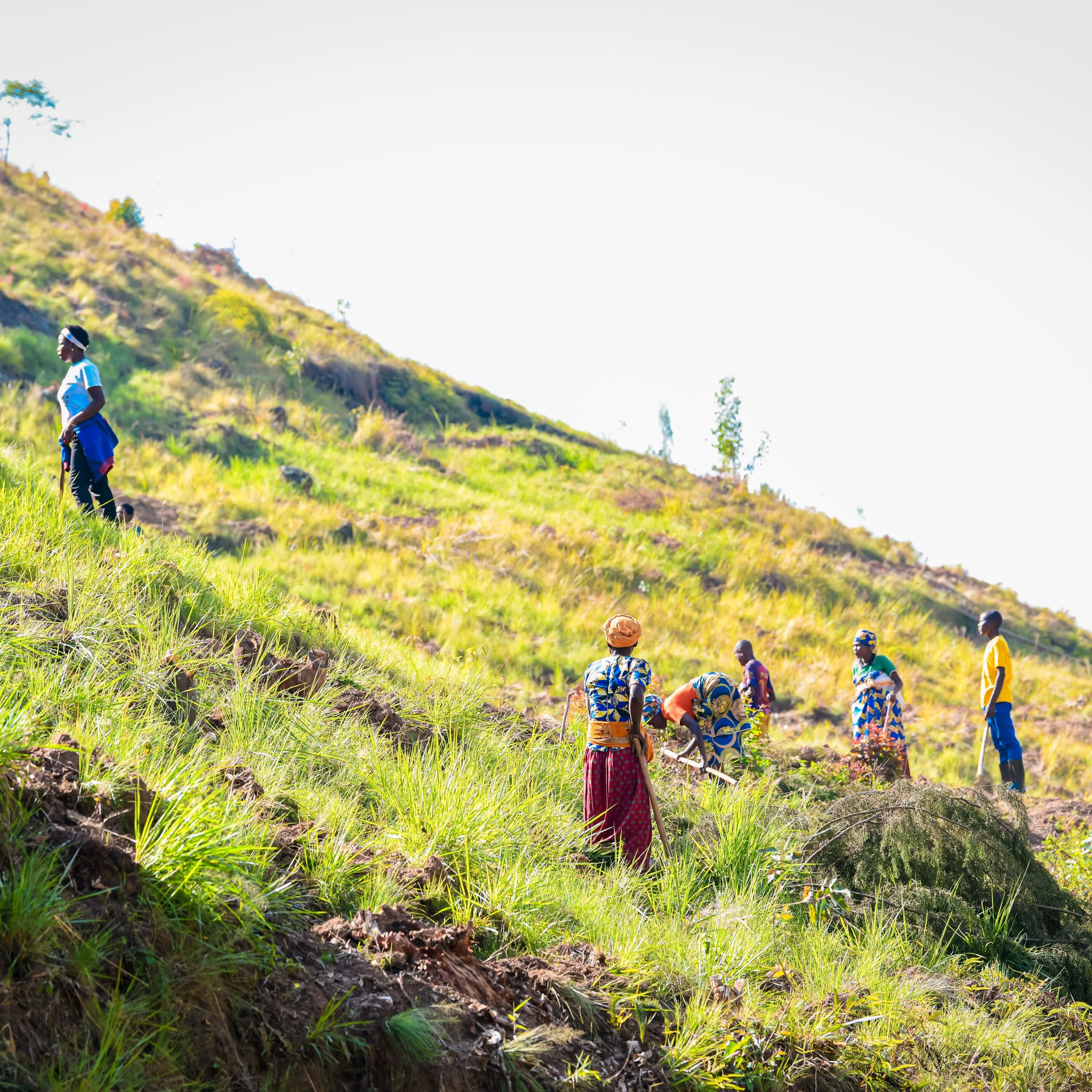 Plant A Tree, Save The Future: Rwanda Commits To Plant 36M Trees - KT PRESS