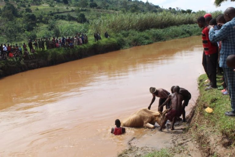 Burundian Border Community Returns A Cow Stolen From Rwanda - KT PRESS