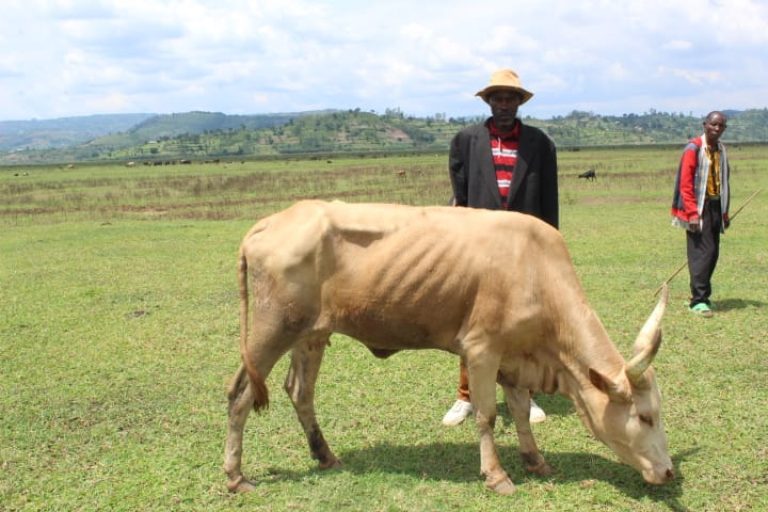 Burundian Border Community Returns A Cow Stolen From Rwanda - KT PRESS