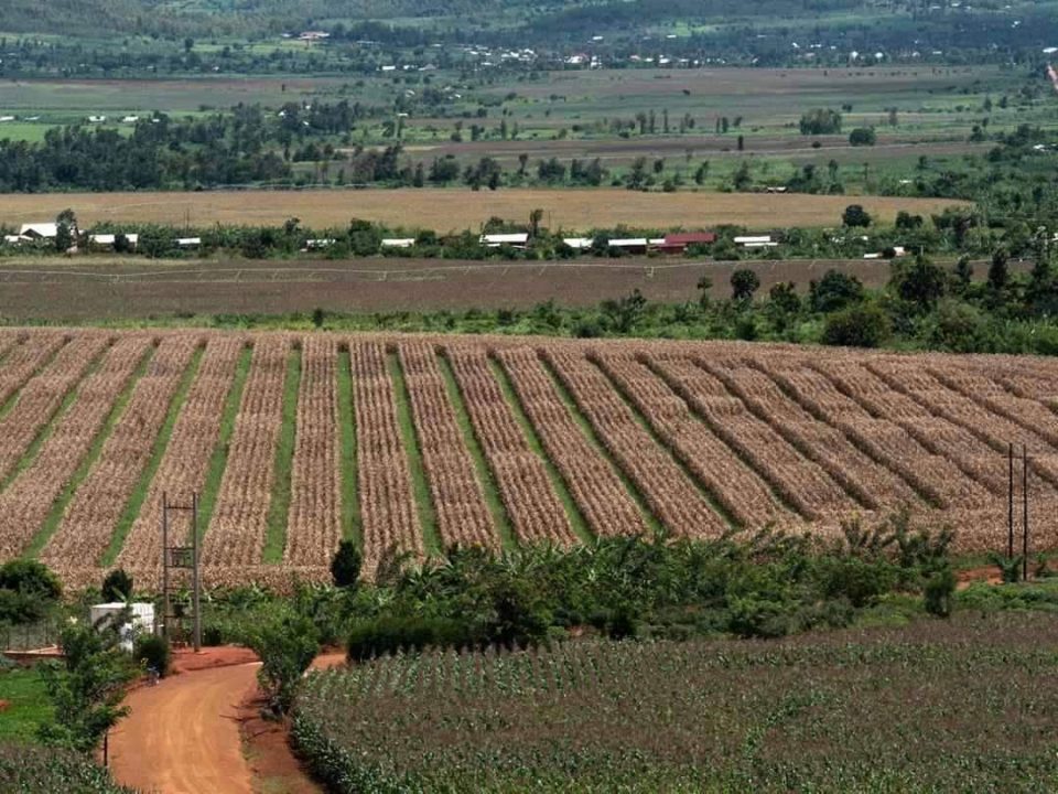 Rwanda: New Project to Offer Loan to Farmers At 8 Per Cent Interest ...