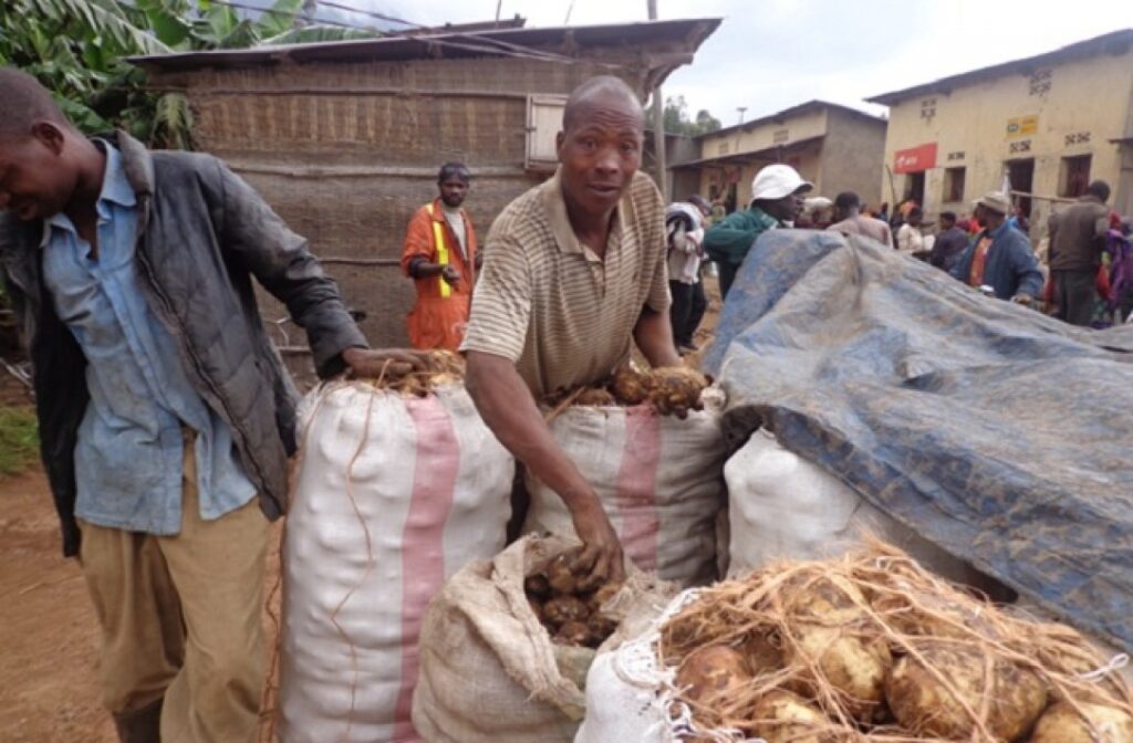 Rwanda To Satisfy Local Market Demand for Maize, Irish Potatoes and ...