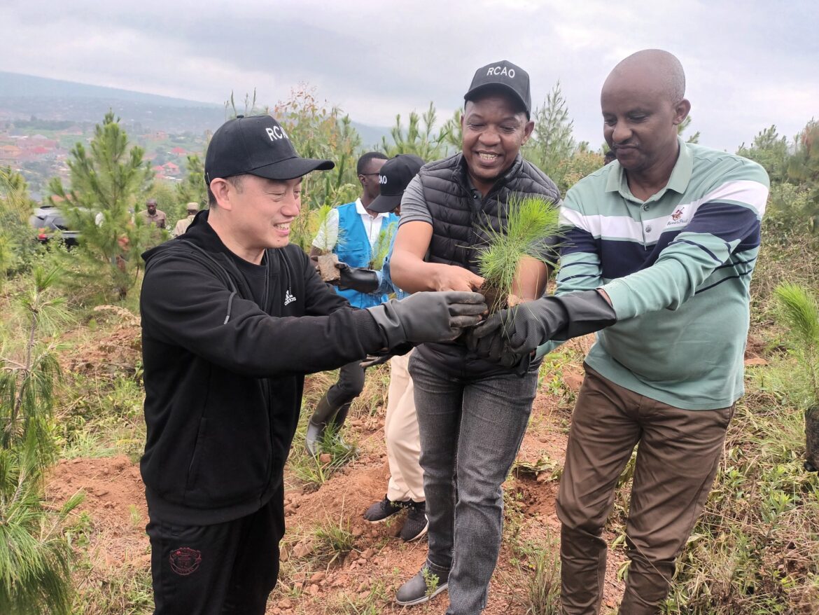 PHOTOS: Chinese Community In Rwanda Contributes To Tree Planting - KT PRESS
