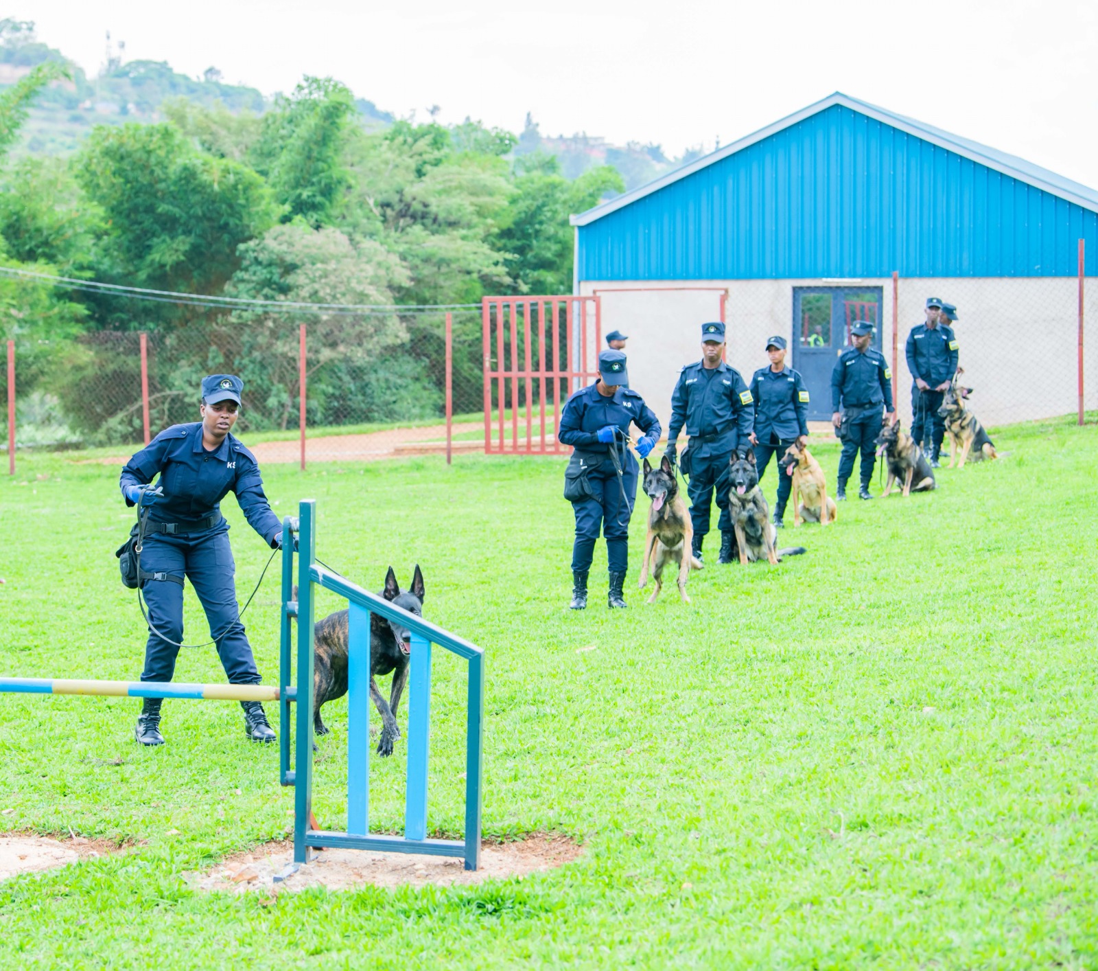 Understanding K-9: Operations and The Lifestyle of Police Service Dogs - KT PRESS