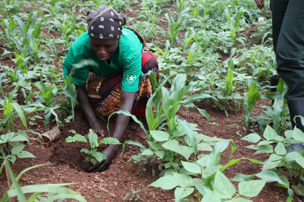 Forest Stewardship Council Commits to Back Rwanda’s Forests ...