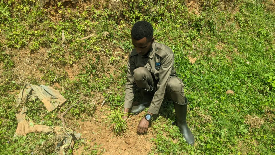 The Young Man Who's Planted Over 2,000 Trees Along Rwanda’s Kivu Belt ...