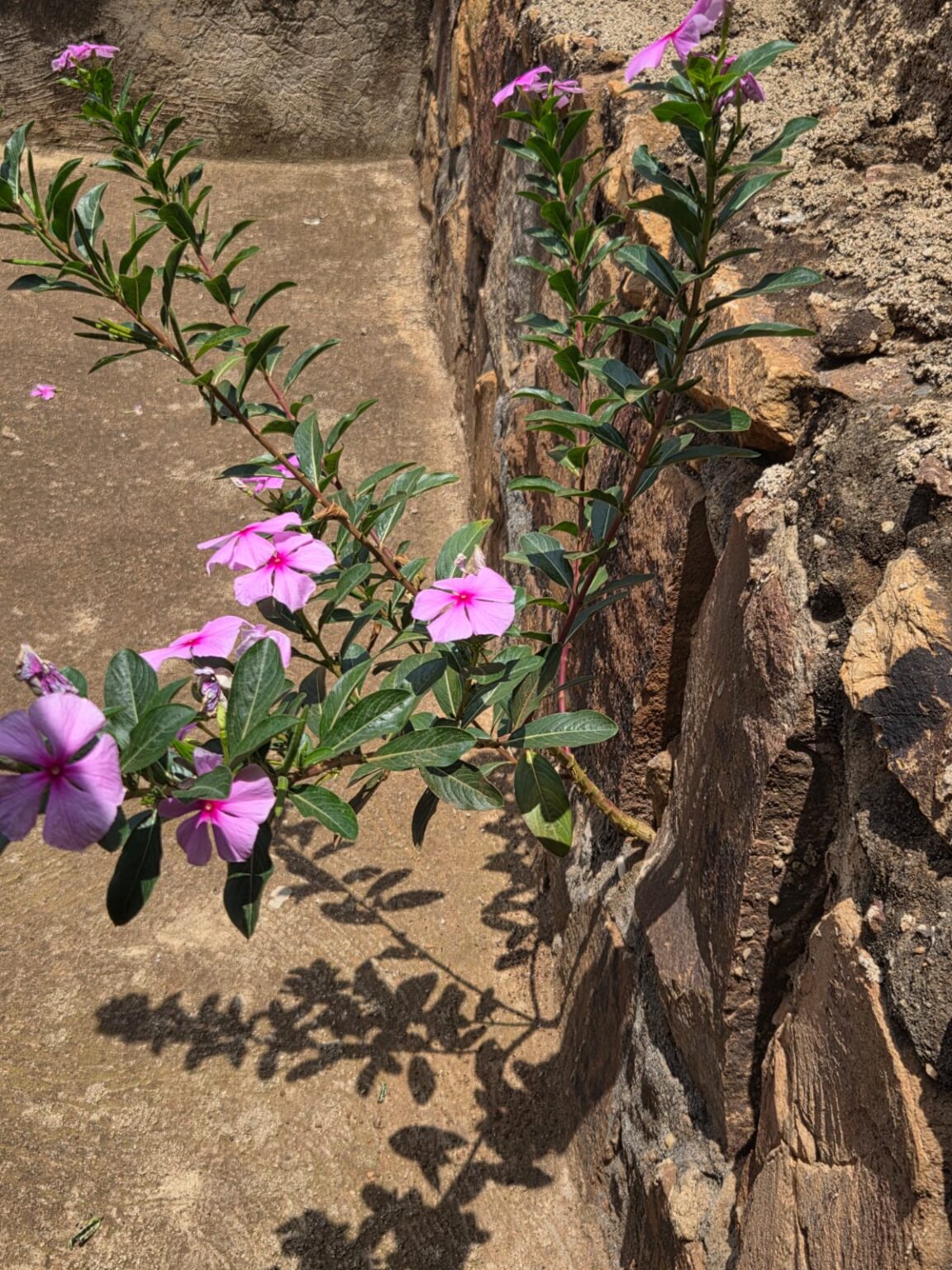 Resilience in Fragility: A Flower, Rwanda, and the Lesson of Survival ...