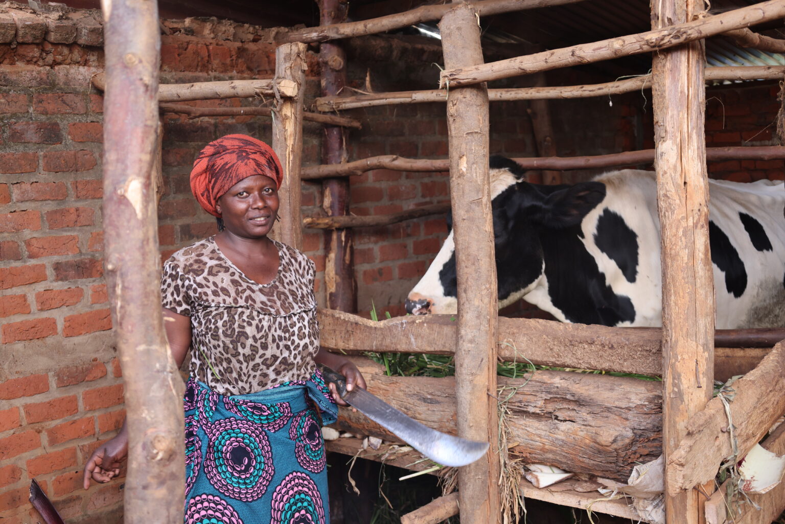 From Cow Donation to Dairy Dynamo: How Musasa's Model Can Transform ...