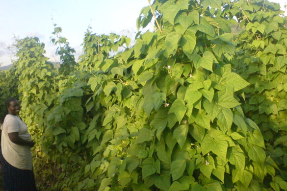 No More Confusion on USSD Codes: Rwanda Moves to End Telecom Barriers ...