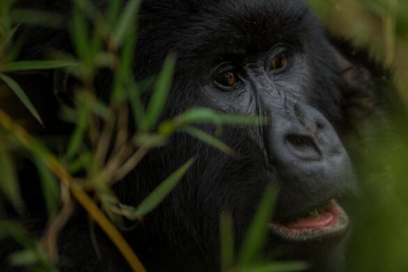 Into the Mist: Rwanda’s Wild Beauty - KT PRESS