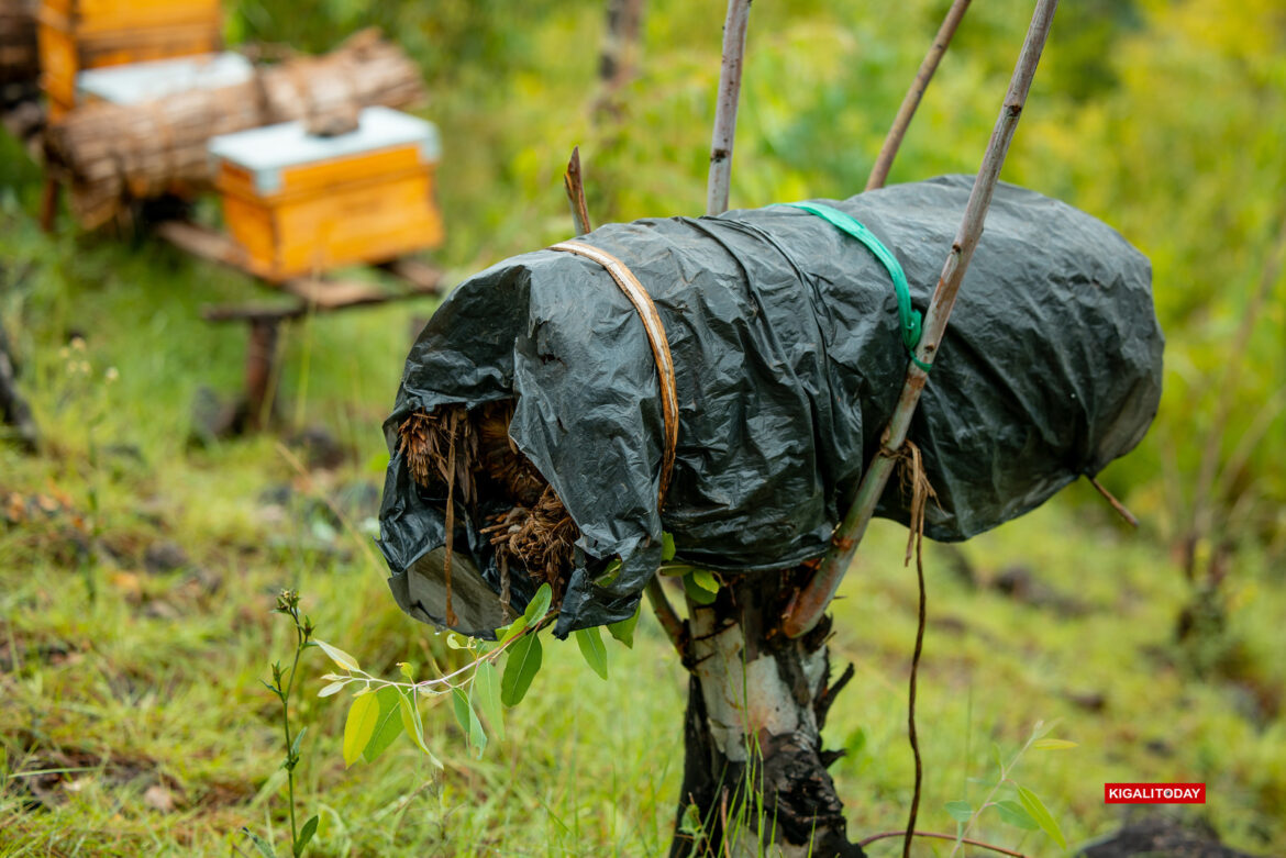 Pictorial | Cultivating Hope: How Farming and Beekeeping Are ...