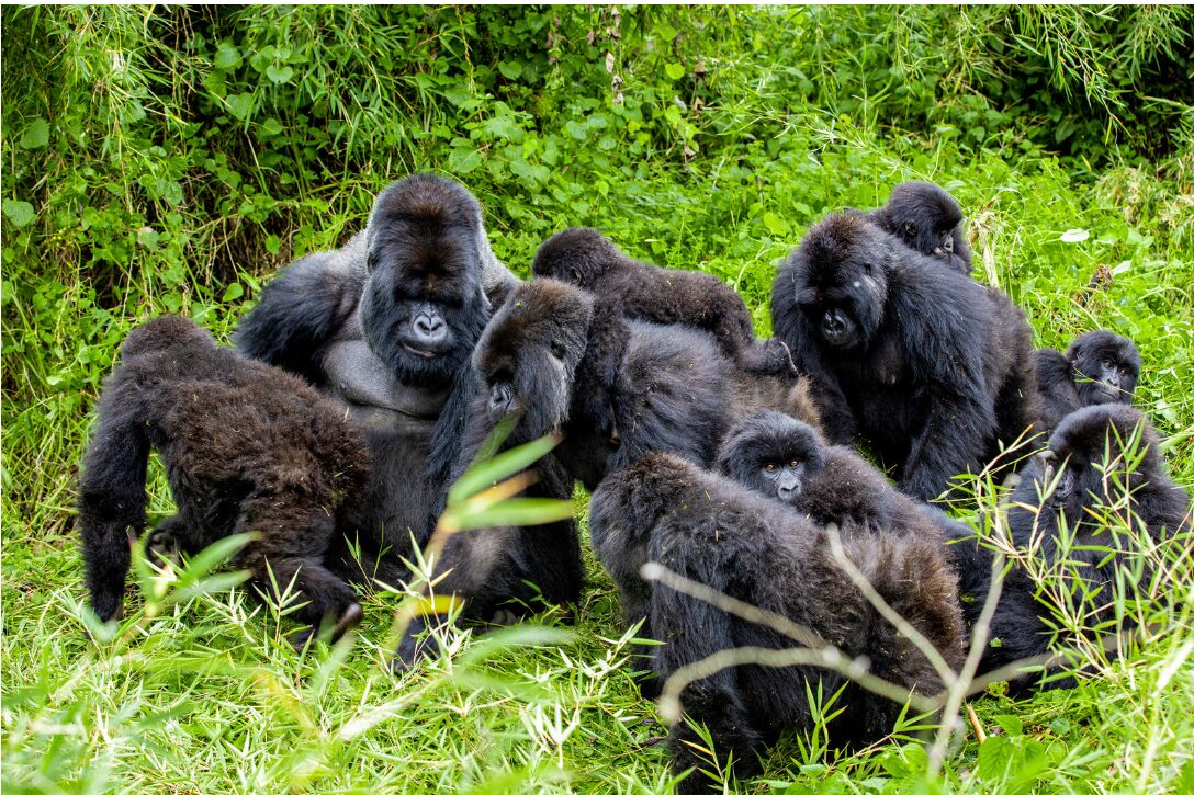 The Man Who Told the World About Rwanda’s Gorillas Returns with a New ...